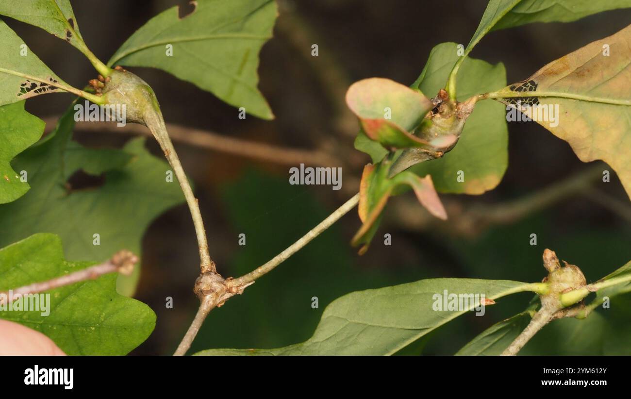 white oak club gall wasp (Callirhytis clavula Stock Photo - Alamy
