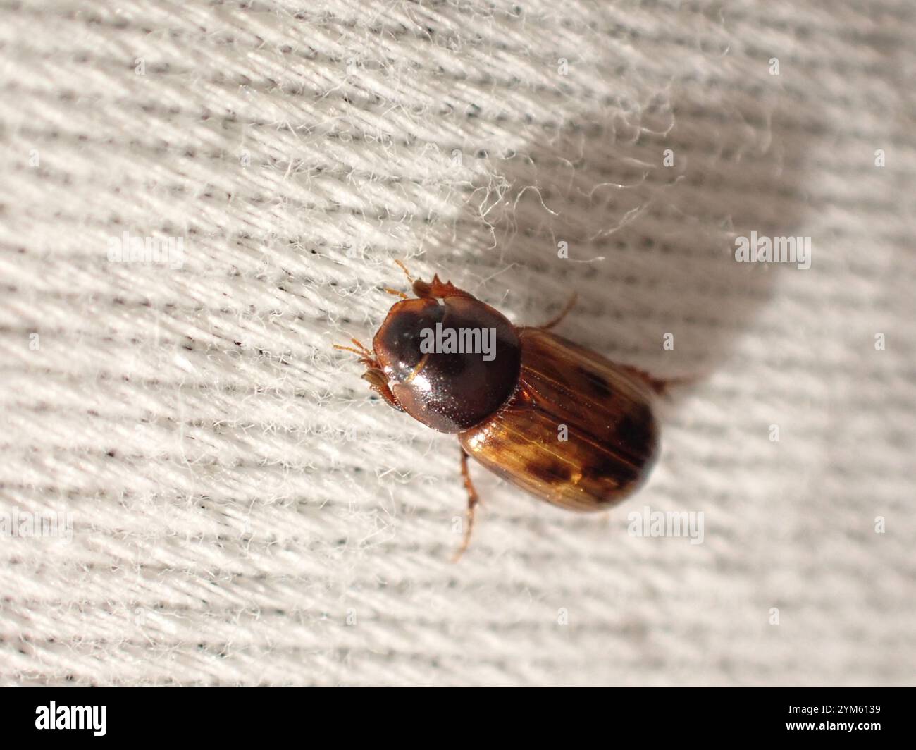 Small Dung Beetles (Aphodiinae Stock Photo - Alamy