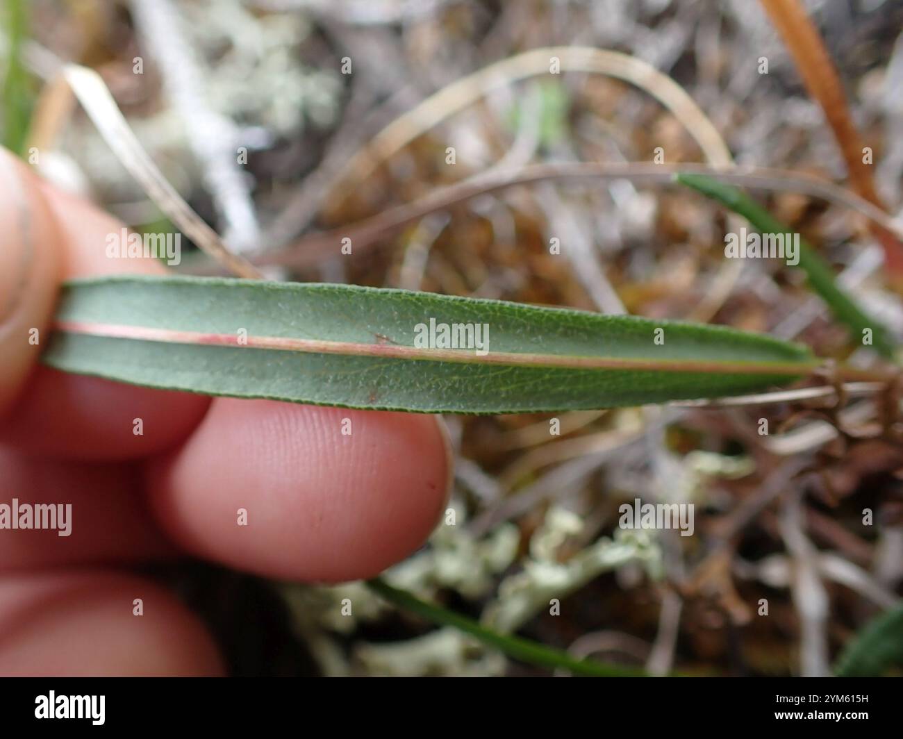 alpine bistort (Bistorta vivipara Stock Photo - Alamy