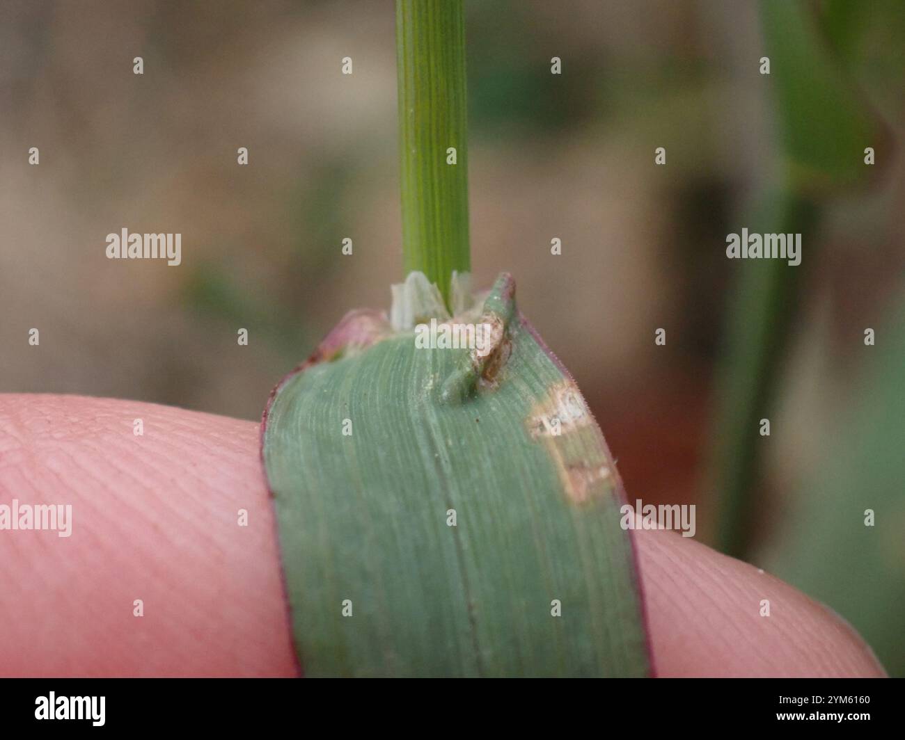 Alpine Timothy (Phleum alpinum Stock Photo - Alamy