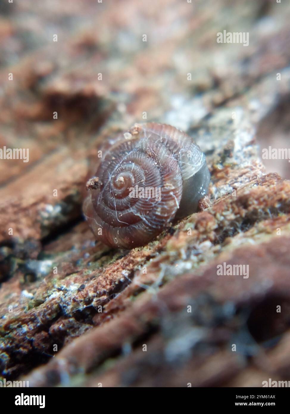 Rounded Snail (Gonyodiscus rotundatus Stock Photo - Alamy