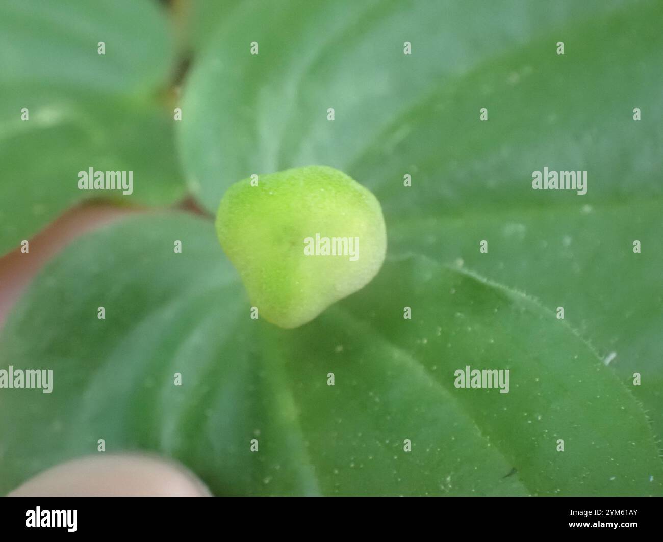 rough-fruited fairybells (Prosartes trachycarpa Stock Photo - Alamy