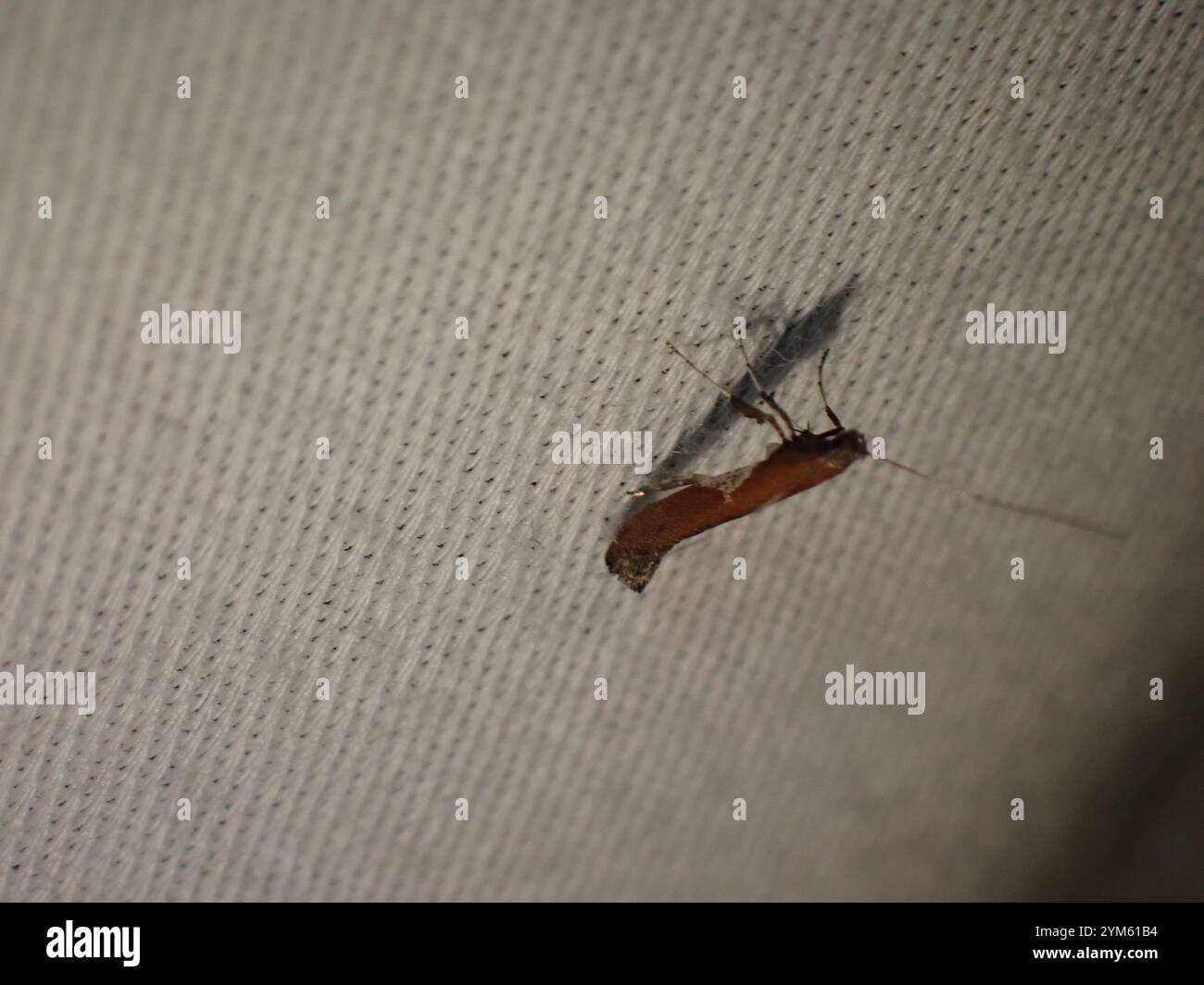 Willow Leafcone Caterpillar Moth (Caloptilia stigmatella Stock Photo ...
