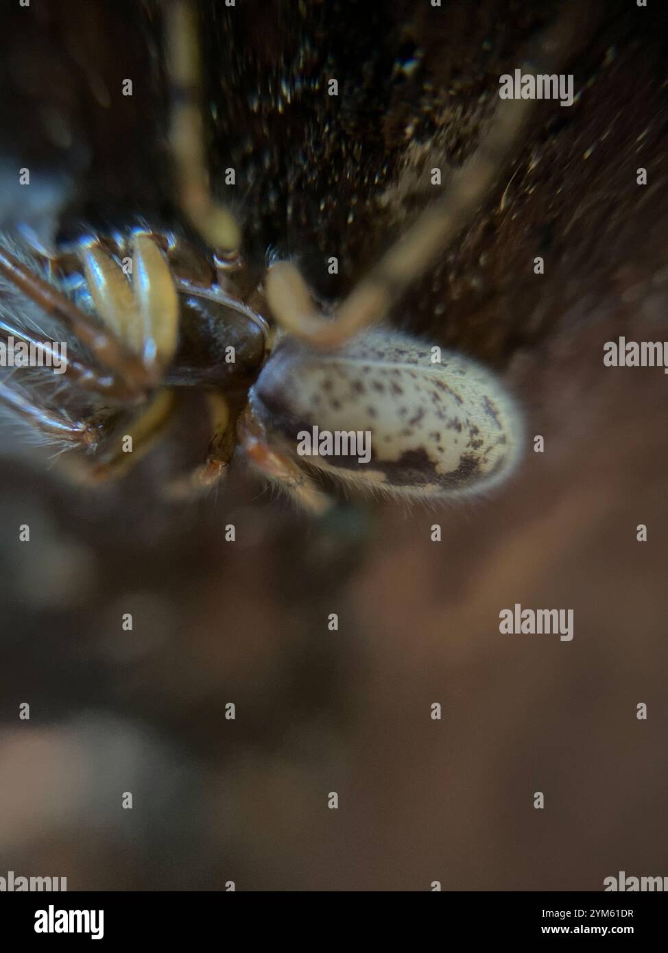 Snake-back Spider (Segestria senoculata Stock Photo - Alamy