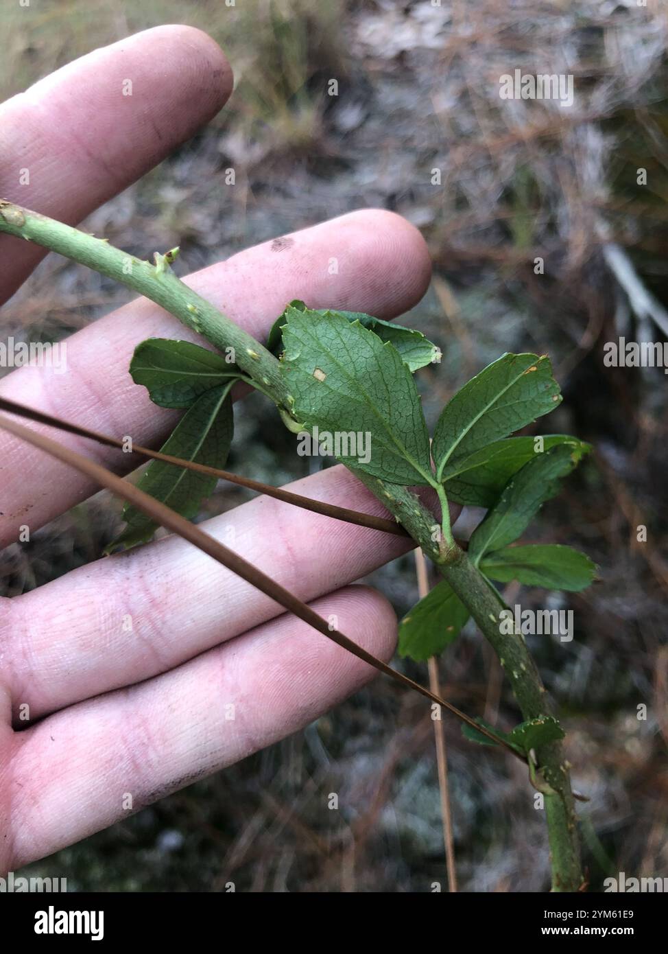 Common Dewberry (Rubus flagellaris Stock Photo - Alamy