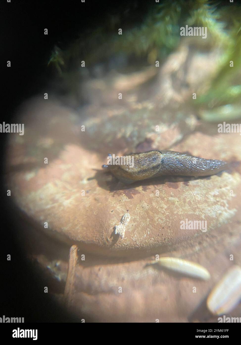 Reticulate Taildropper (Prophysaon andersonii Stock Photo - Alamy