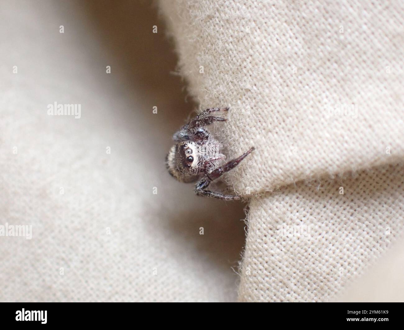 Bronze Jumping Spider (Eris militaris Stock Photo - Alamy