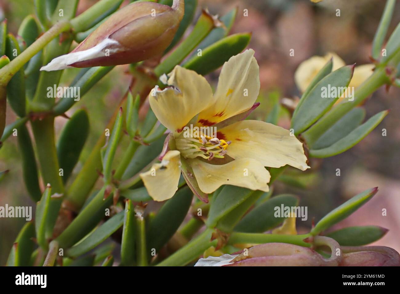 Roepera hi-res stock photography and images - Alamy