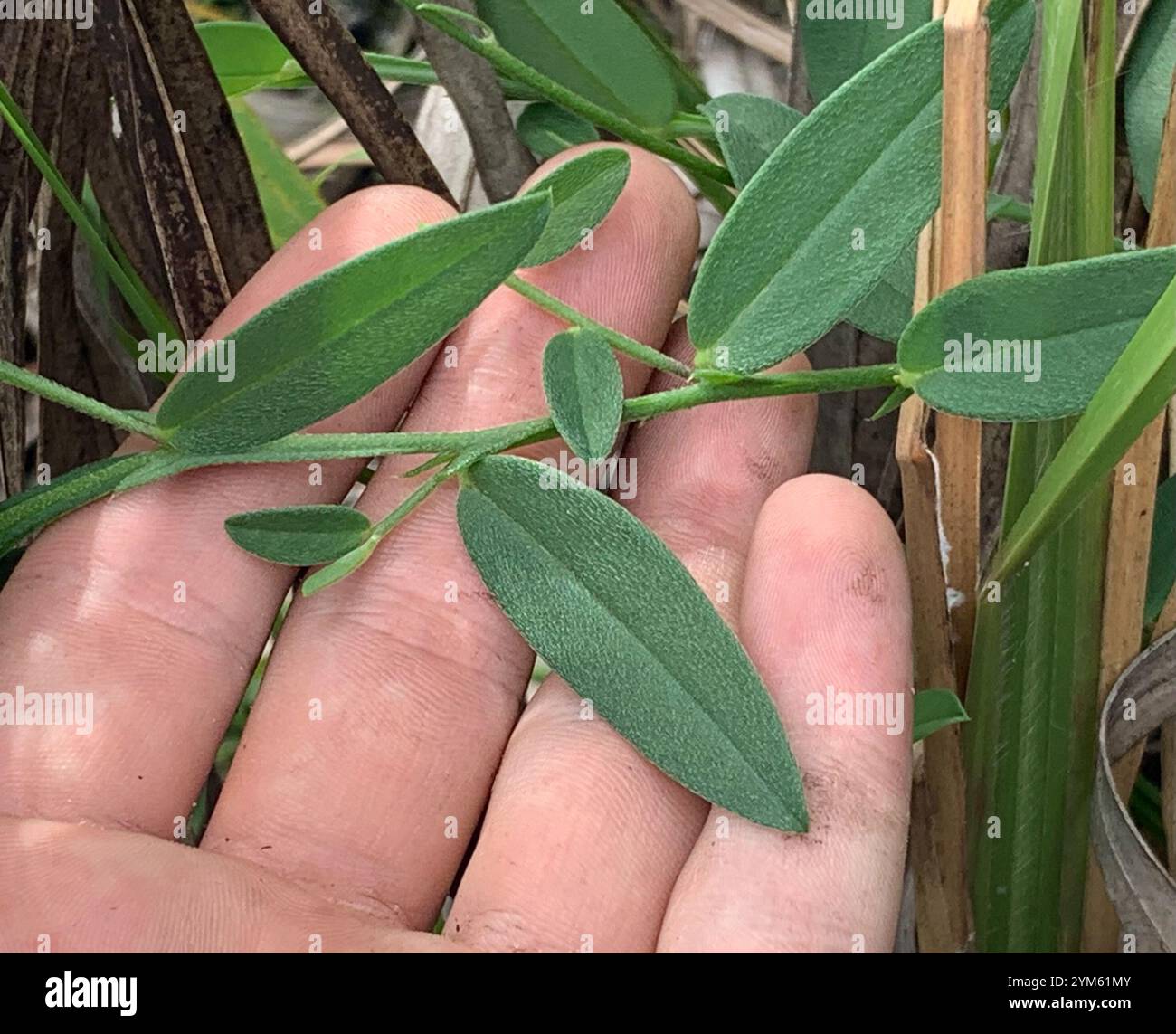 Rabbitbells (Crotalaria rotundifolia Stock Photo - Alamy