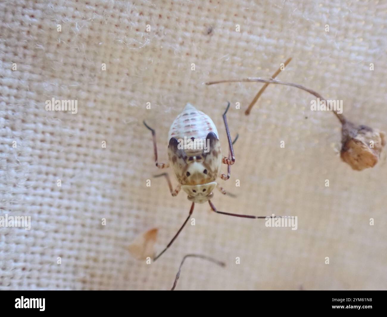True Bugs (Heteroptera Stock Photo - Alamy