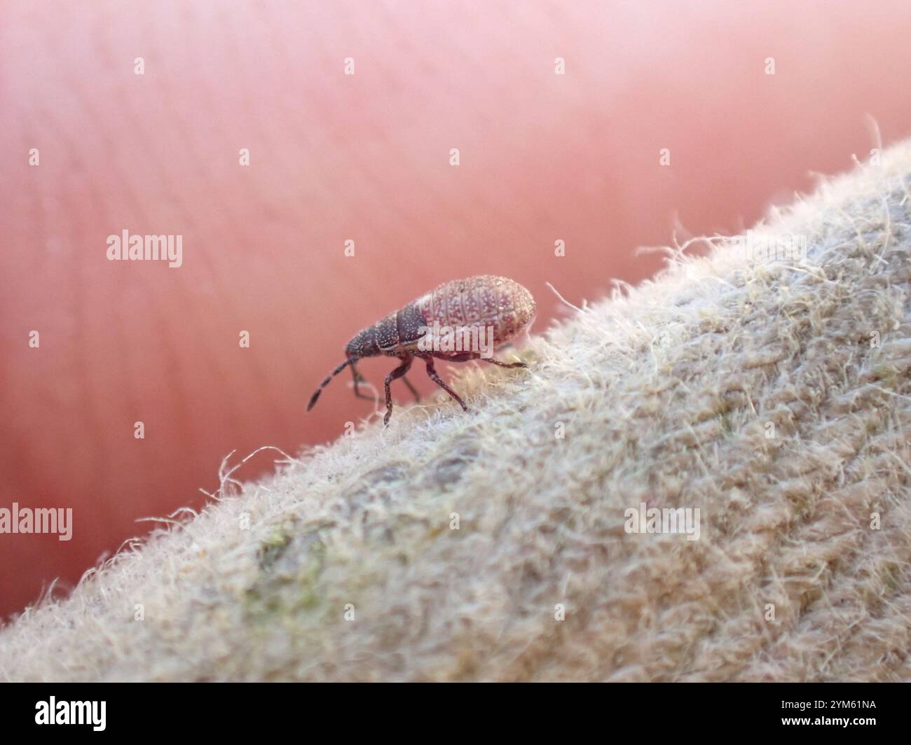 True Bugs (Heteroptera Stock Photo - Alamy