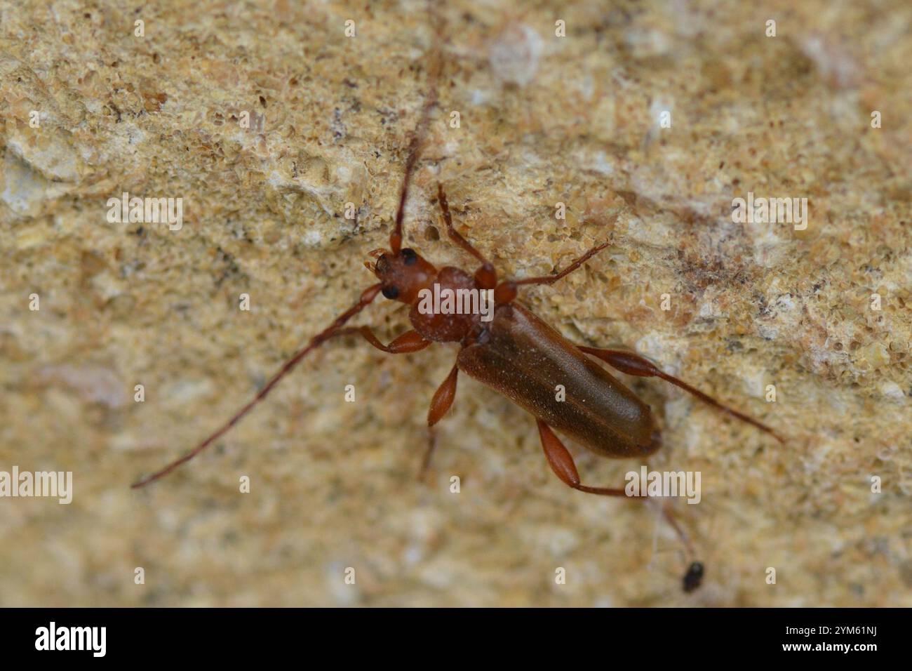 Tanbark Borer (Phymatodes testaceus Stock Photo - Alamy