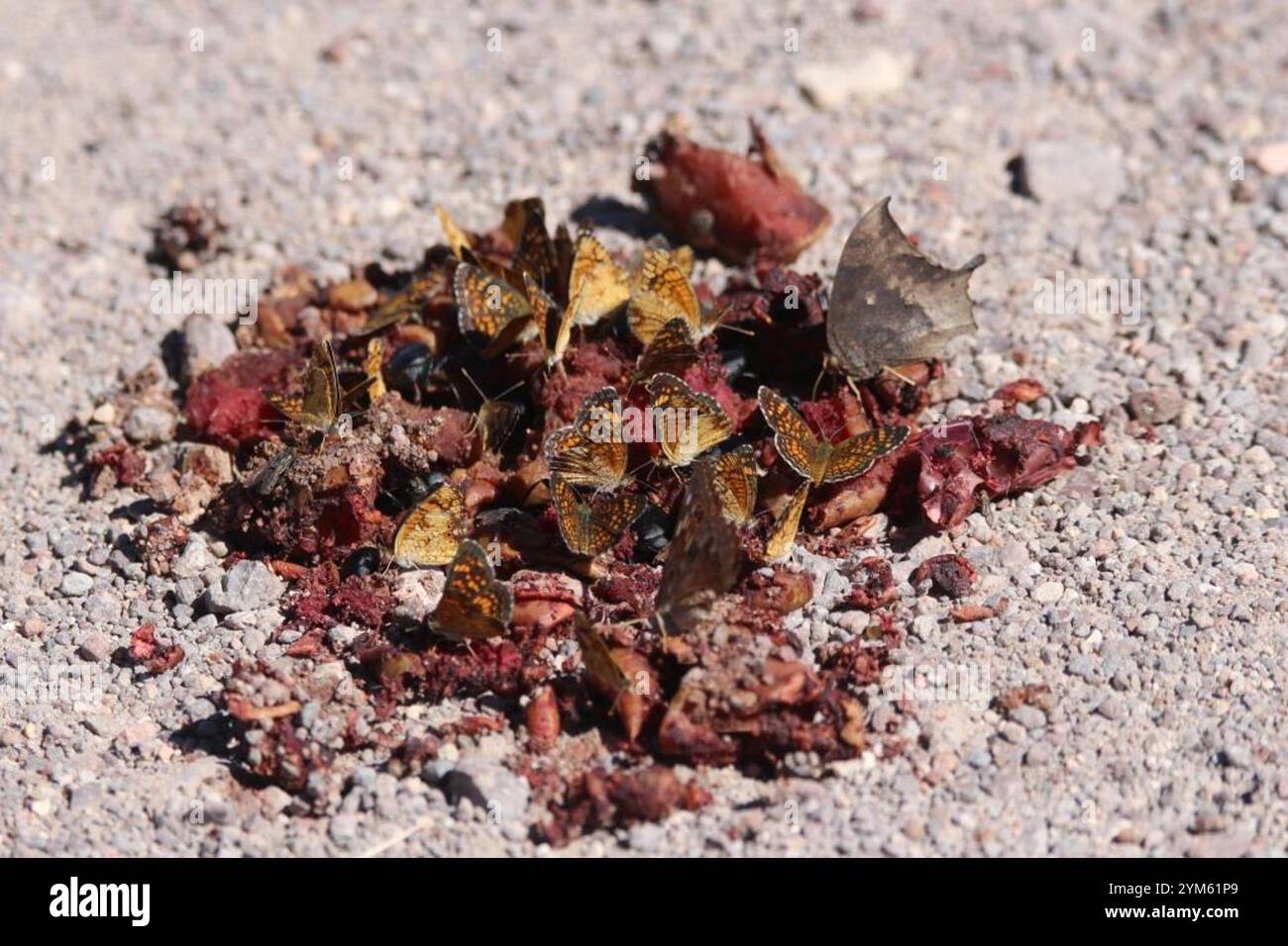 Tropical Leafwing (Anaea aidea Stock Photo - Alamy