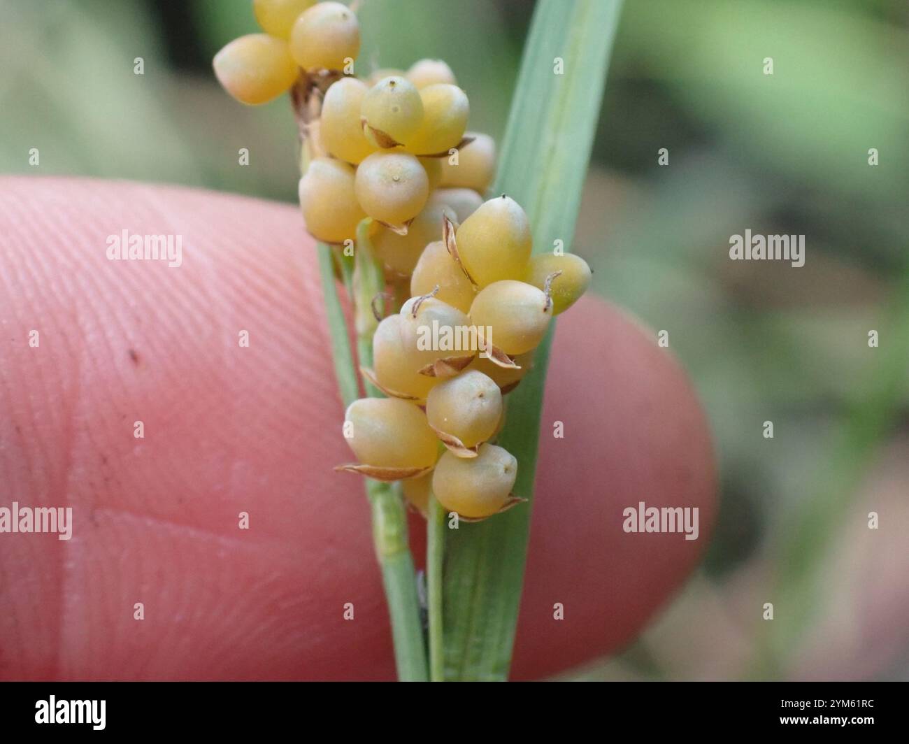 golden sedge (Carex aurea Stock Photo - Alamy