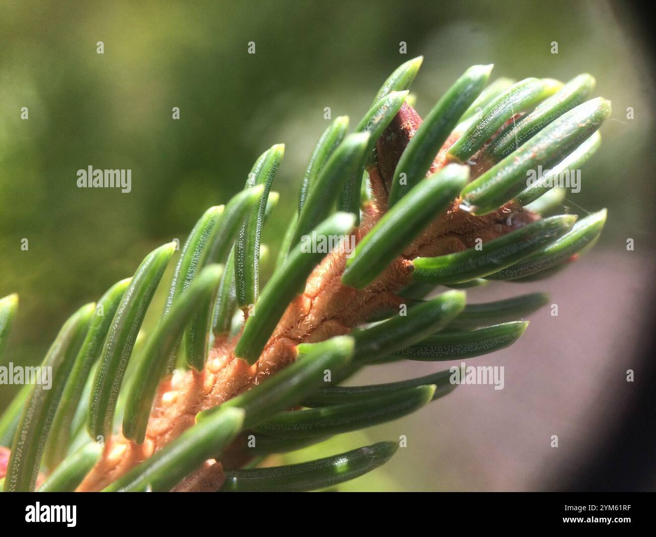 red spruce (Picea rubens Stock Photo - Alamy