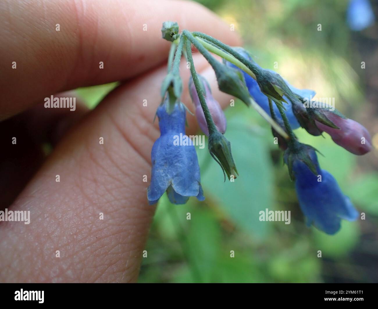 Tall Bluebell (Mertensia paniculata Stock Photo - Alamy