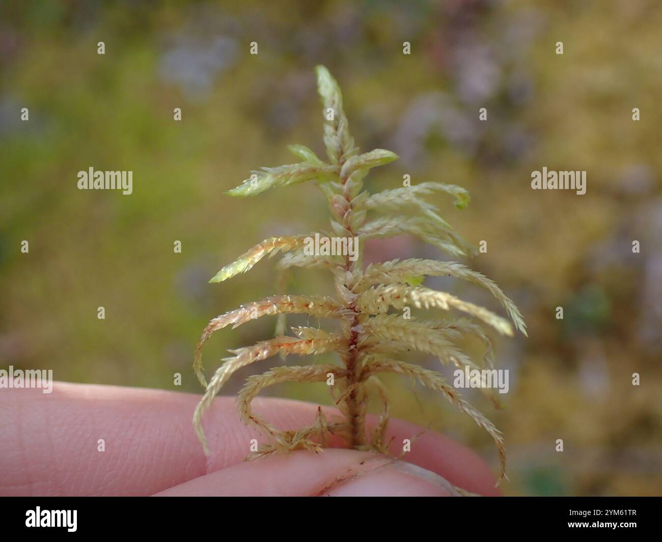 Red-stemmed Feather Moss (Pleurozium schreberi Stock Photo - Alamy