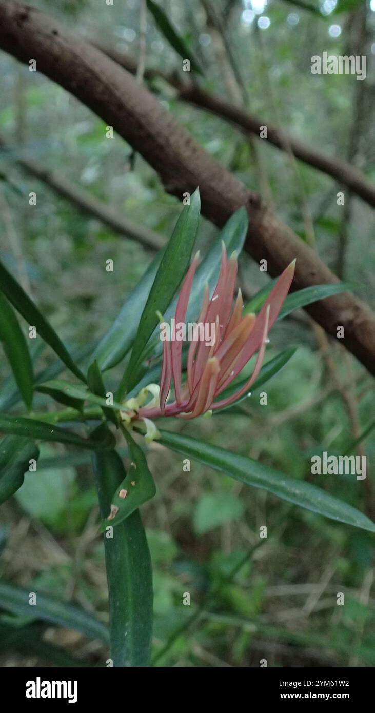 Podocarpus latifolius hi-res stock photography and images - Alamy