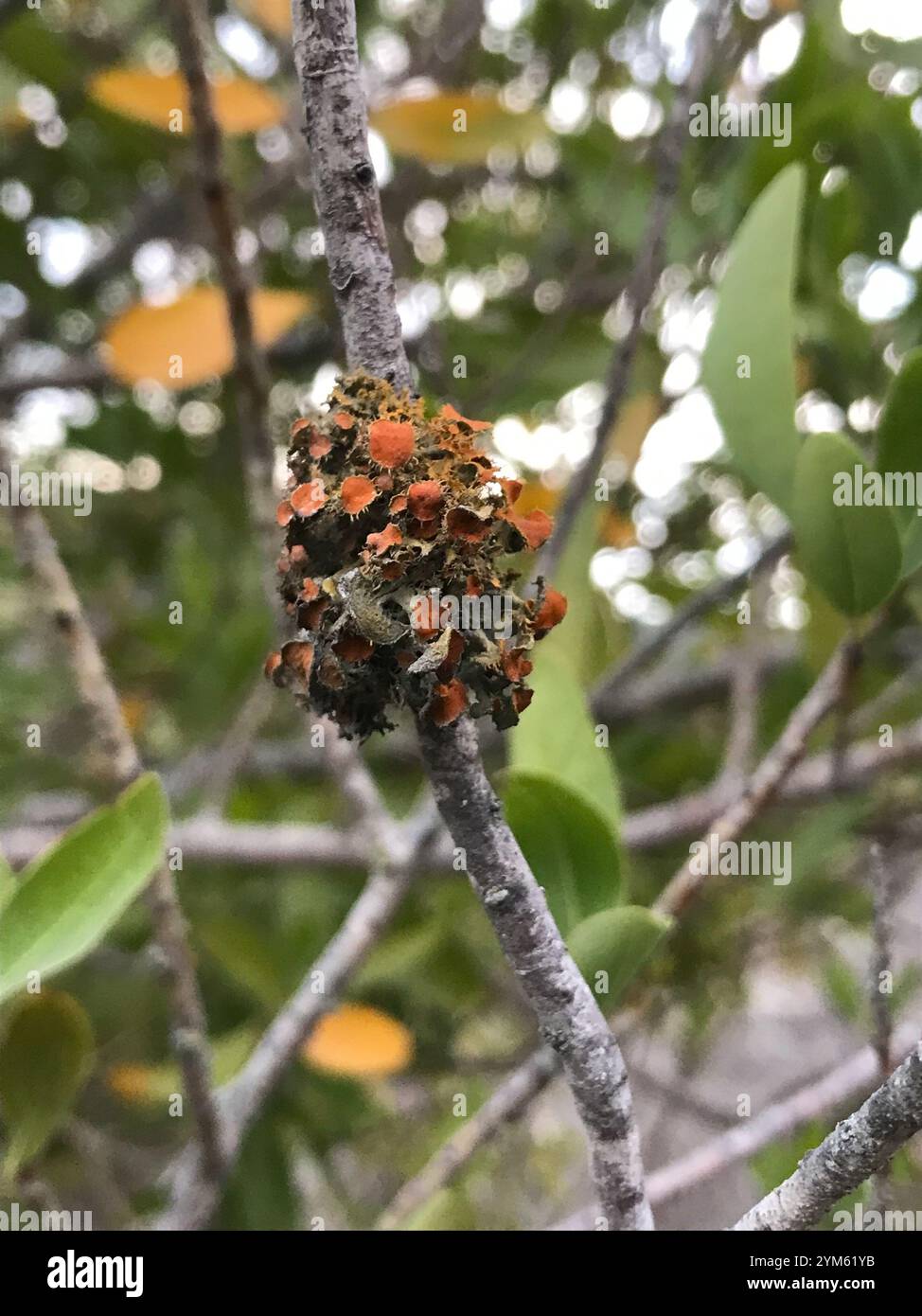 Golden-eye Lichen (Teloschistes chrysophthalmus Stock Photo - Alamy
