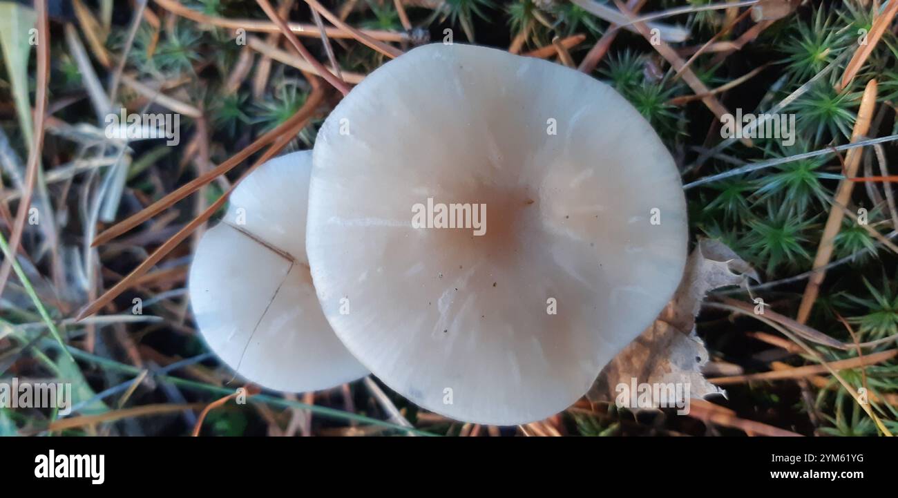 Fragrant Funnel (Clitocybe fragrans Stock Photo - Alamy