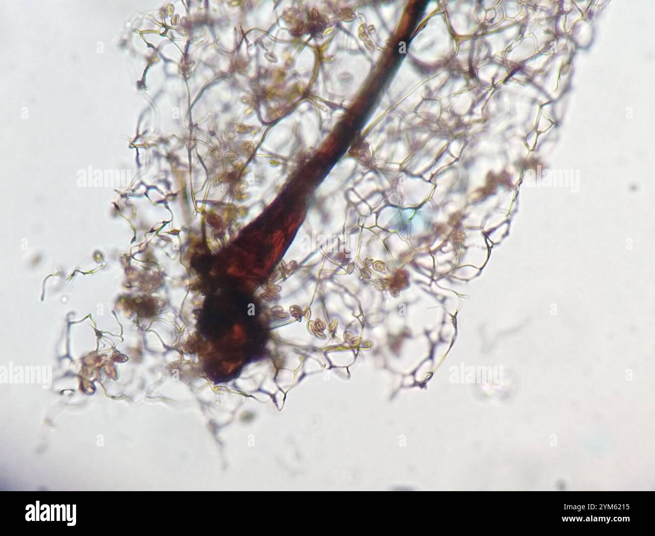 Flavogenita hi-res stock photography and images - Alamy