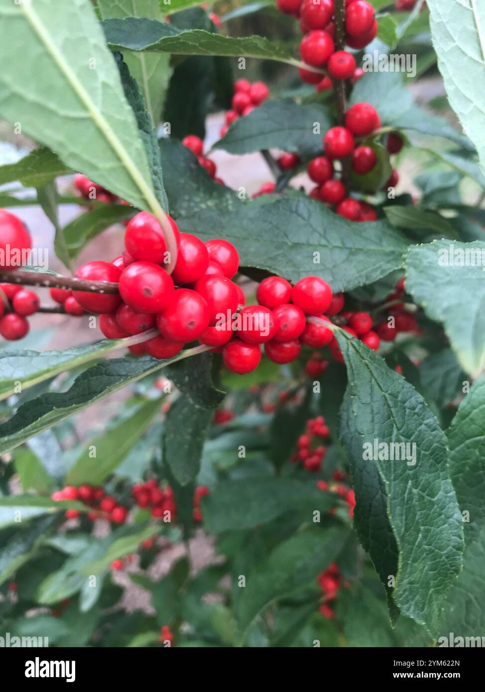 winterberry holly (Ilex verticillata Stock Photo - Alamy