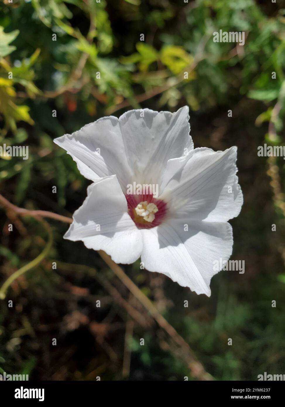 Alamo vine (Distimake dissectus Stock Photo - Alamy