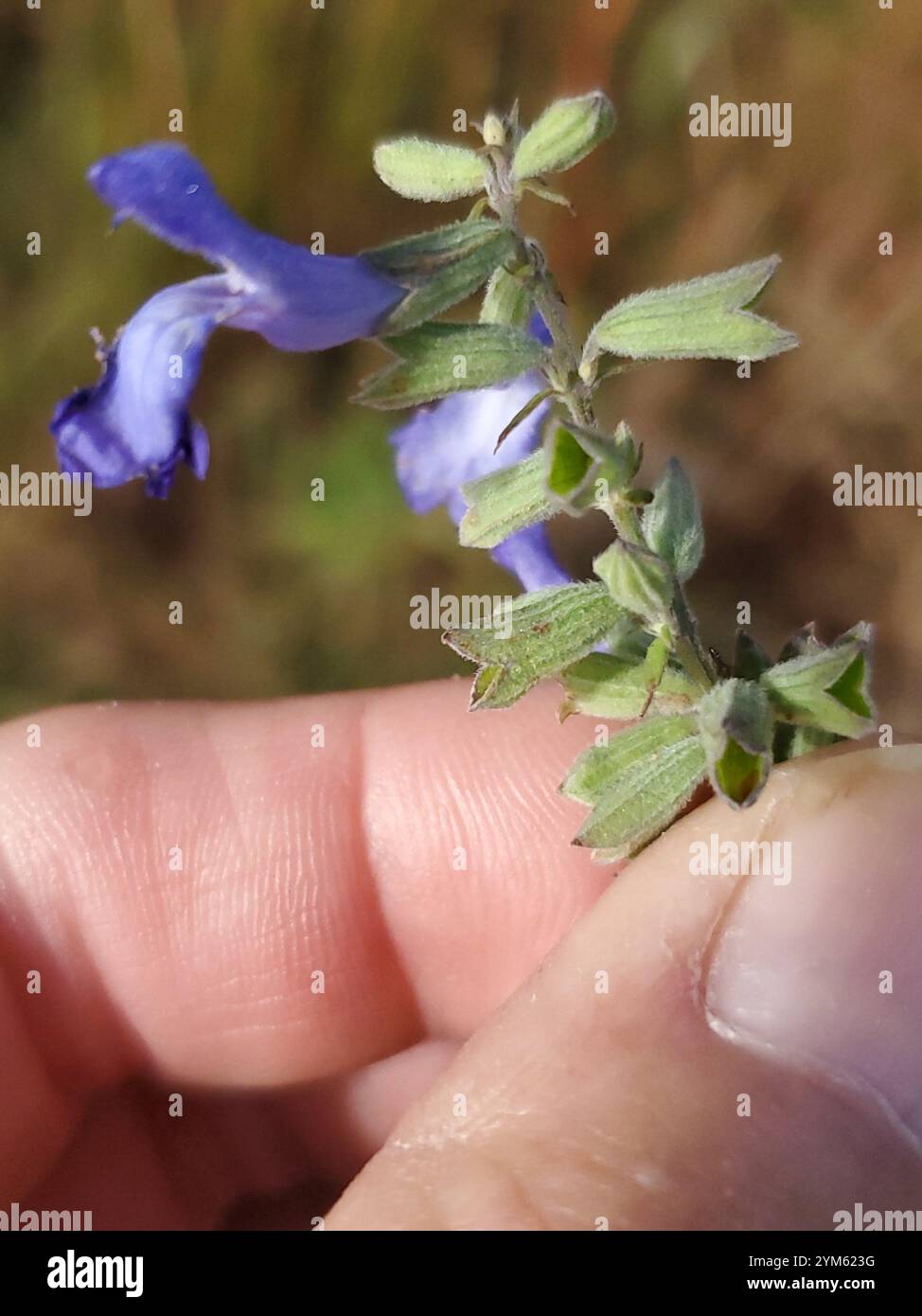 giant blue sage (Salvia azurea Stock Photo - Alamy