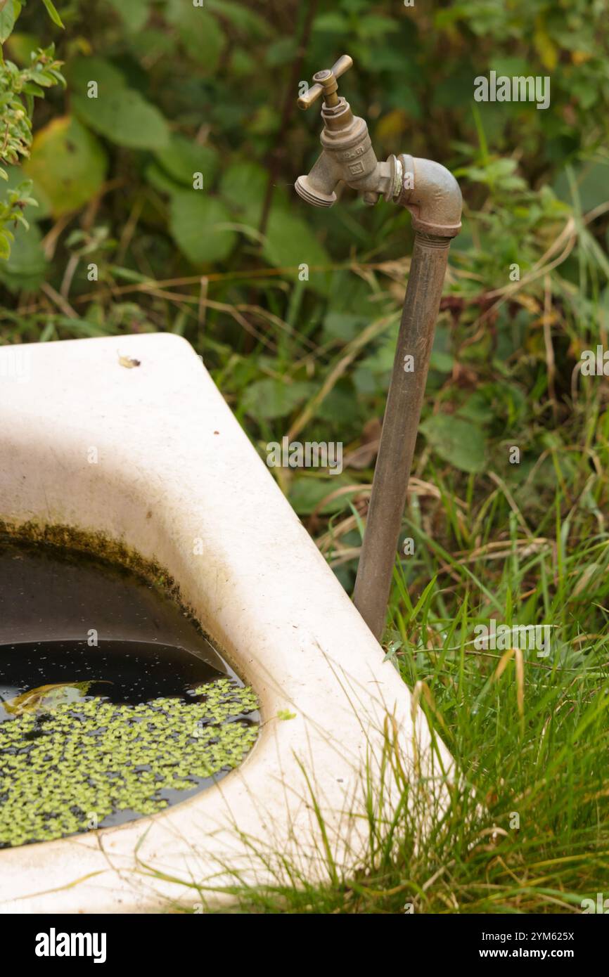 Tap next to old bath in an allotment filled with water and algae Stock ...
