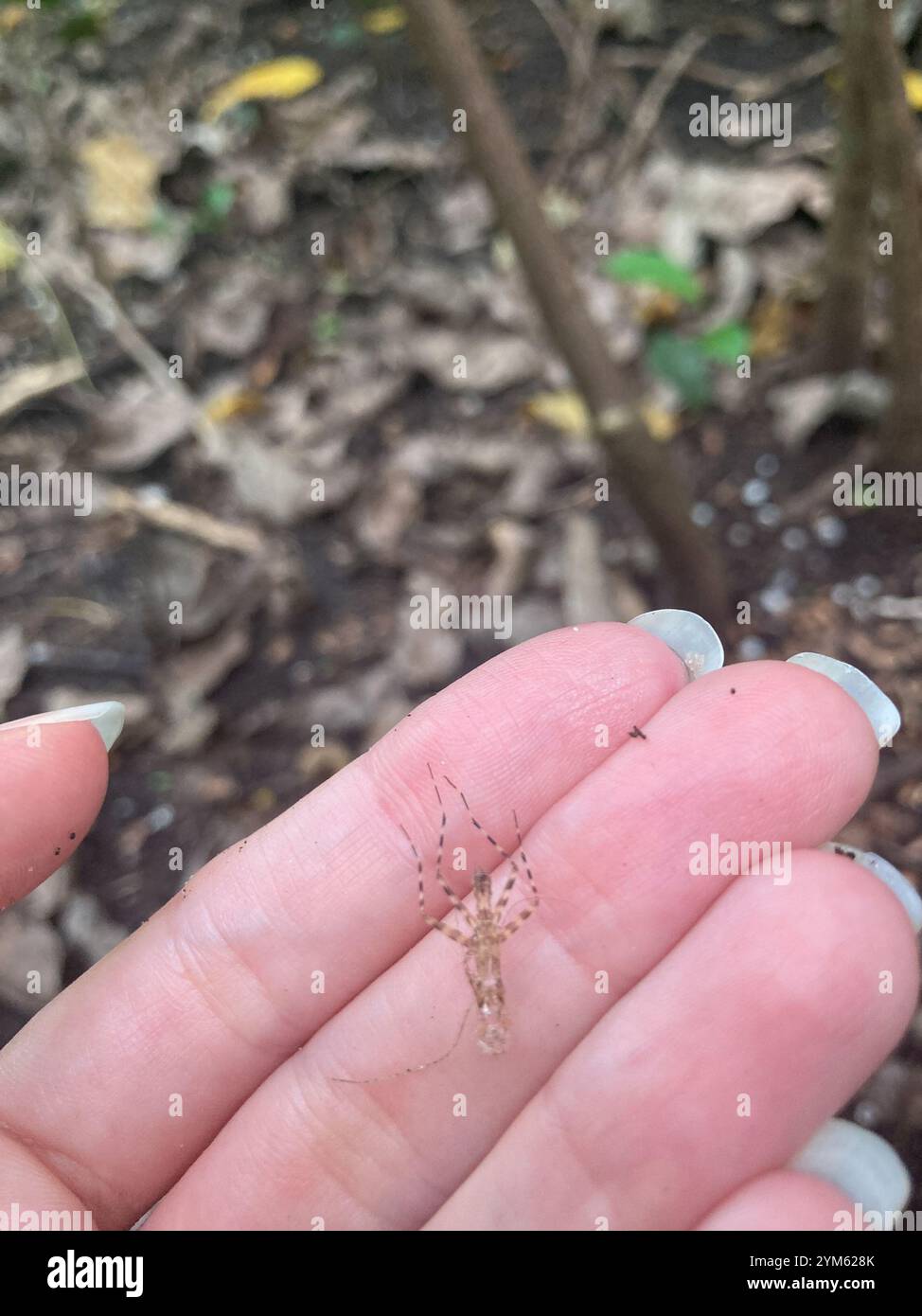 Mayan Lichen Mantis (Liturgusa maya Stock Photo - Alamy