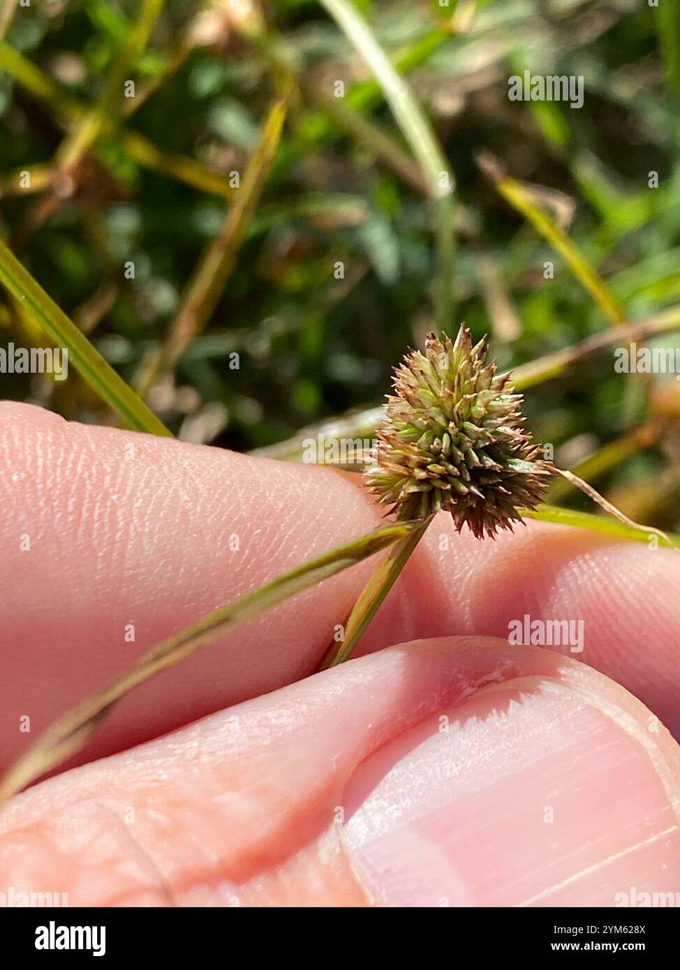 Shortleaf Spikesedge (Cyperus brevifolius Stock Photo - Alamy