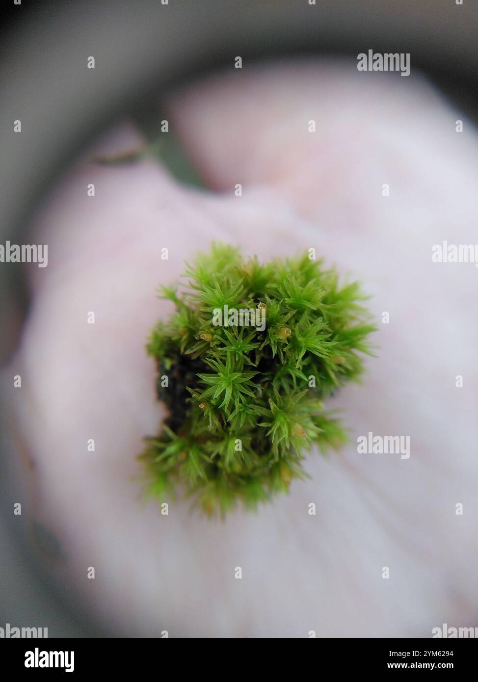 Lewinskya affinis hi-res stock photography and images - Alamy