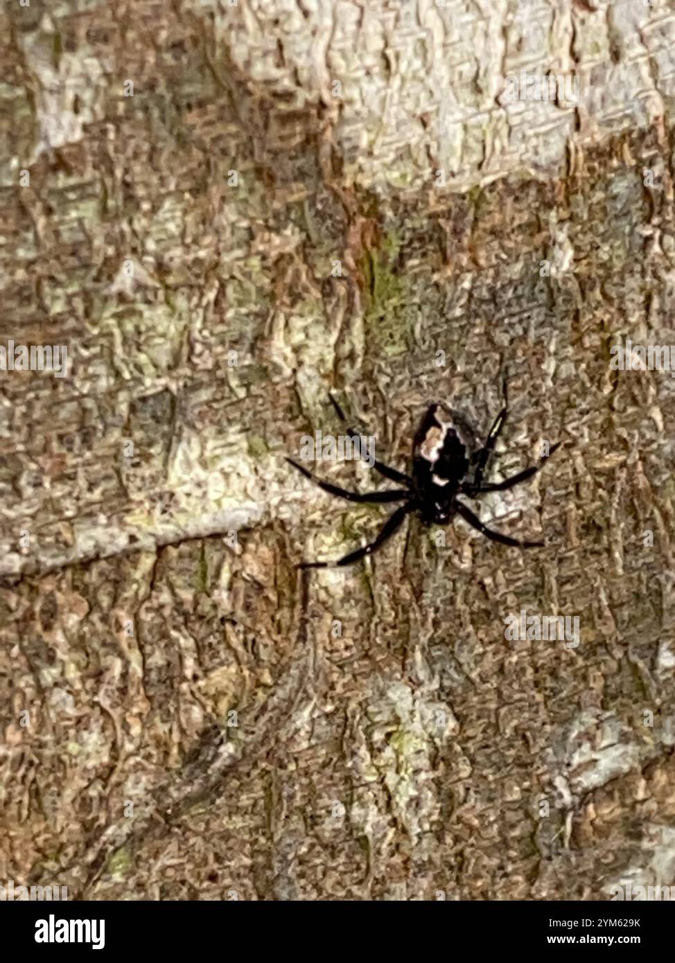 Ant-eating Spiders (Euryopis Stock Photo - Alamy