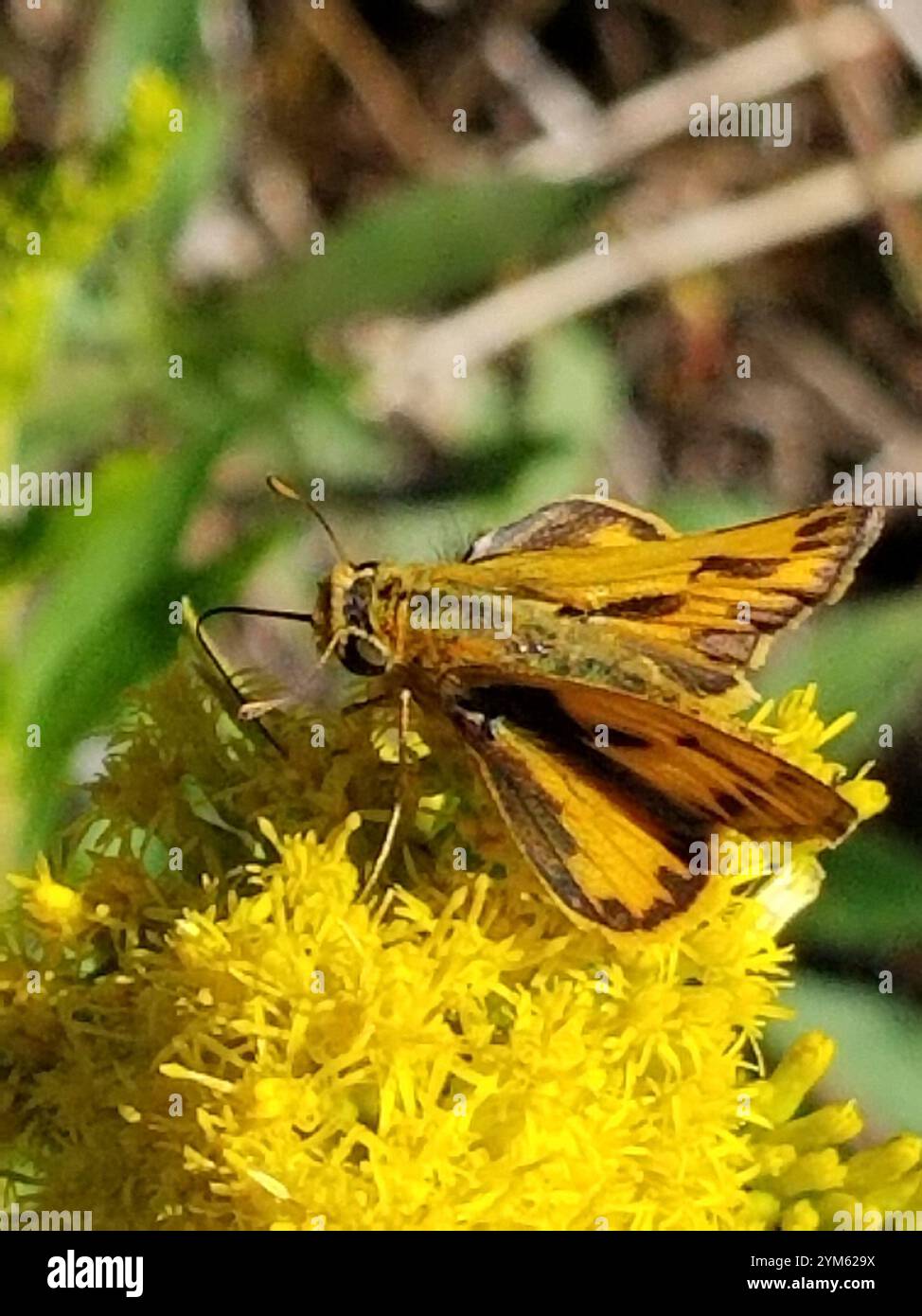 Fiery Skipper (Hylephila phyleus Stock Photo - Alamy