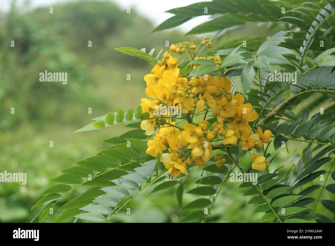 whitebark senna (Senna spectabilis Stock Photo - Alamy