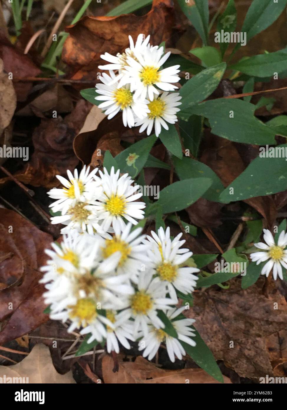 hairy white oldfield aster (Symphyotrichum pilosum Stock Photo - Alamy