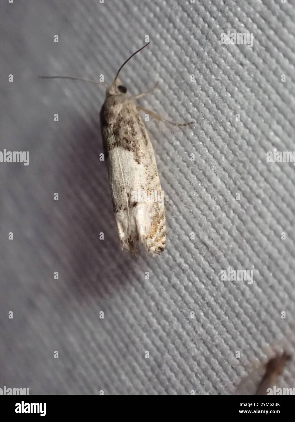 Tortricid Leafroller Moths and Allies (Tortricoidea Stock Photo - Alamy