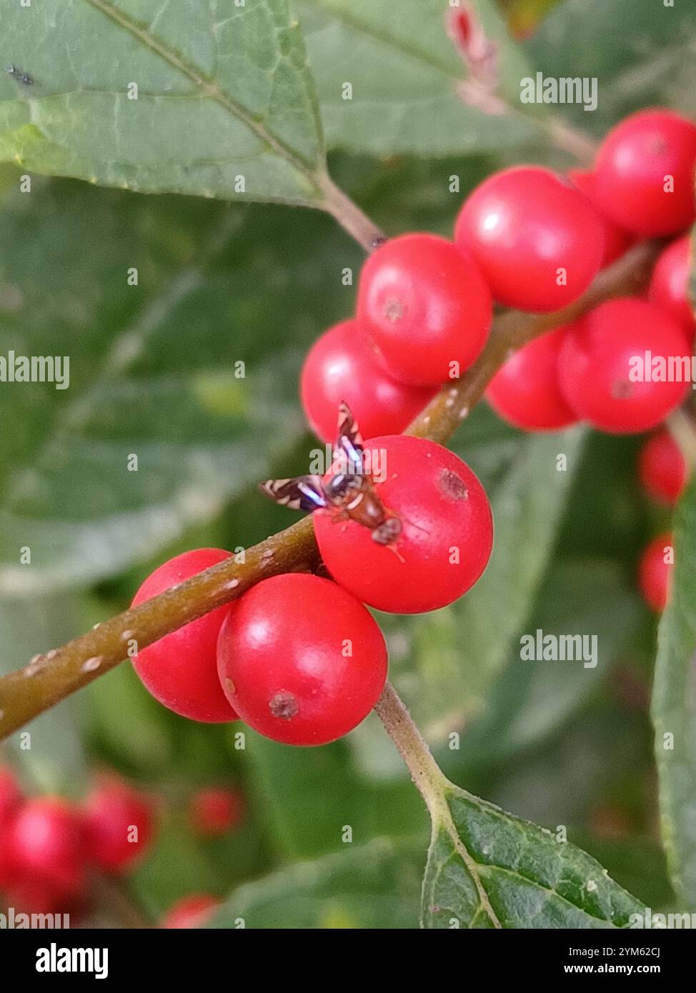 Common Picture-winged Fly (Delphinia picta Stock Photo - Alamy