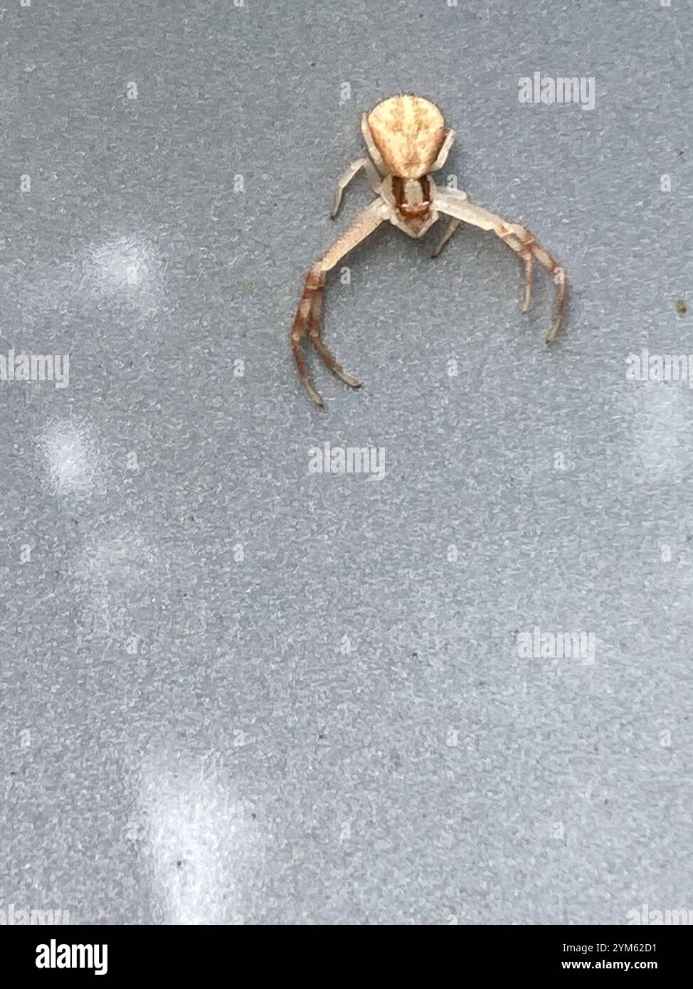 Northern Crab Spider (Mecaphesa asperata Stock Photo - Alamy