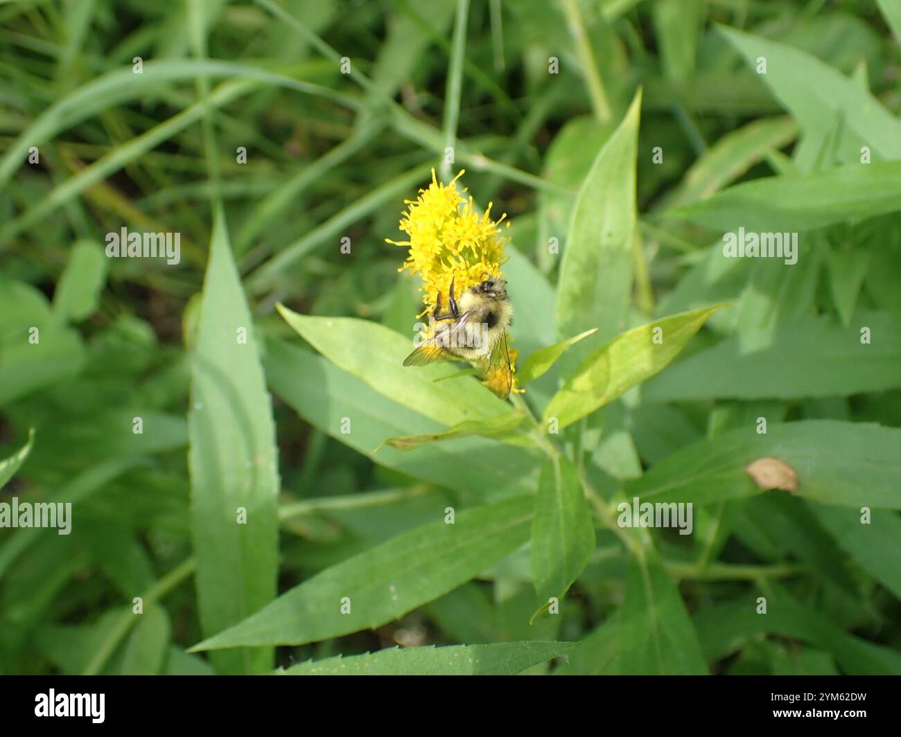 Half-black Bumble Bee (Bombus vagans Stock Photo - Alamy