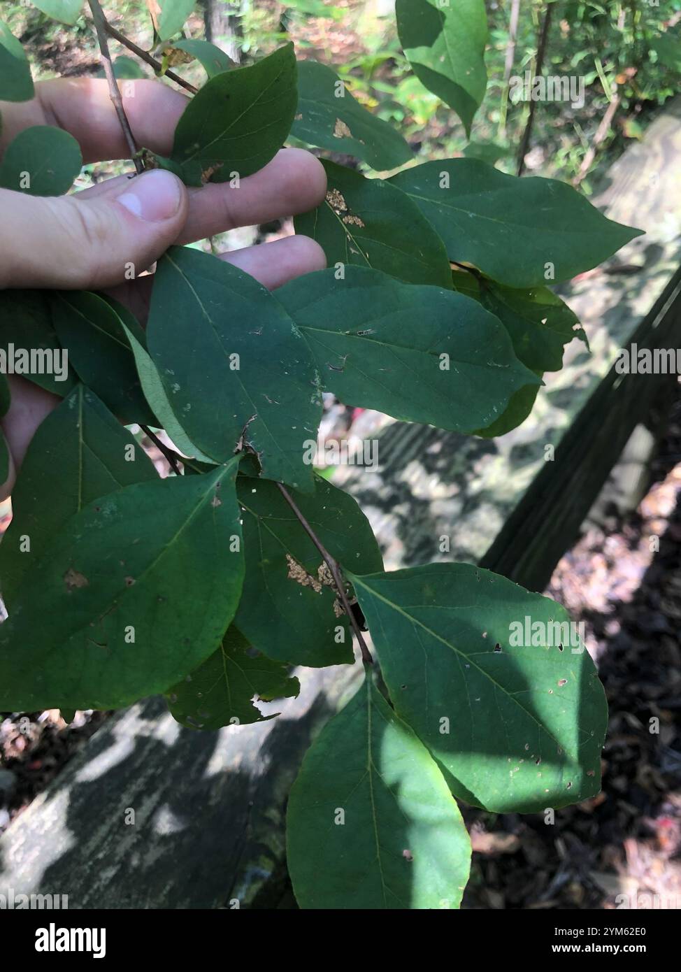American Snowbell (Styrax americanus Stock Photo - Alamy