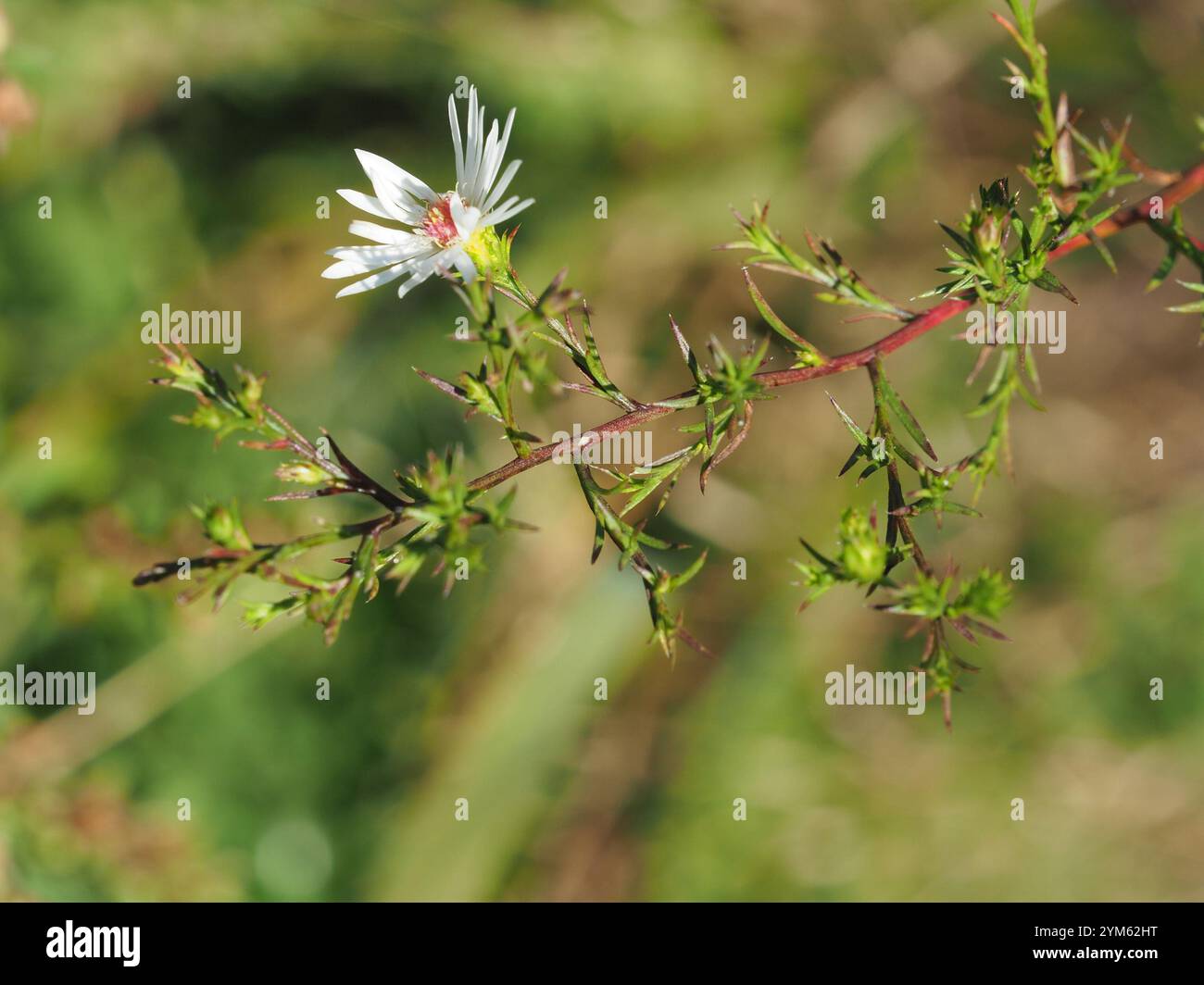 American asters (Symphyotrichum Stock Photo - Alamy