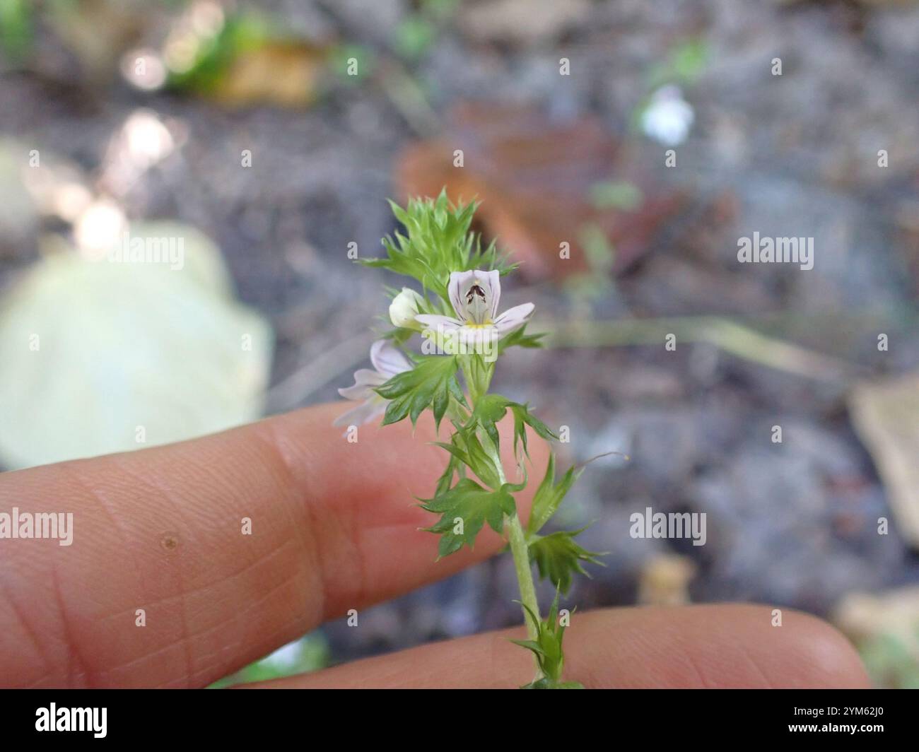 Common Eyebright (Euphrasia nemorosa Stock Photo - Alamy