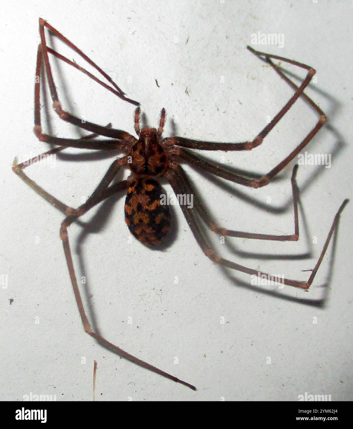 Northern Violin Spider (Loxosceles simillima Stock Photo - Alamy
