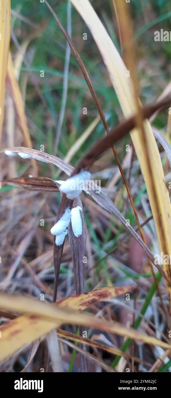 cottony grass scale (Eriopeltis festucae Stock Photo - Alamy