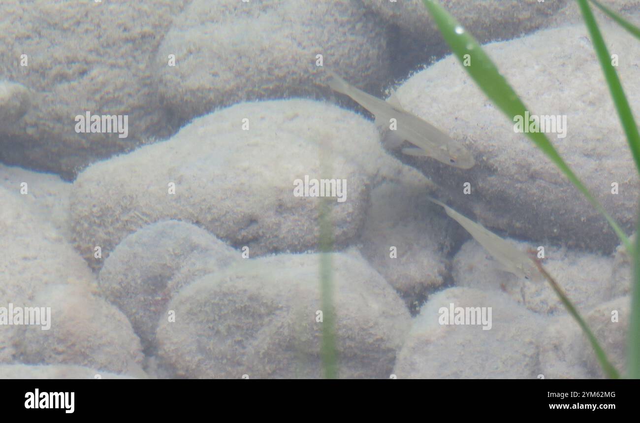 Ray-finned Fishes (Actinopterygii Stock Photo - Alamy