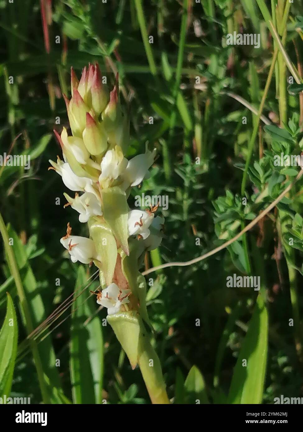 Satyrium ligulatum hi-res stock photography and images - Alamy