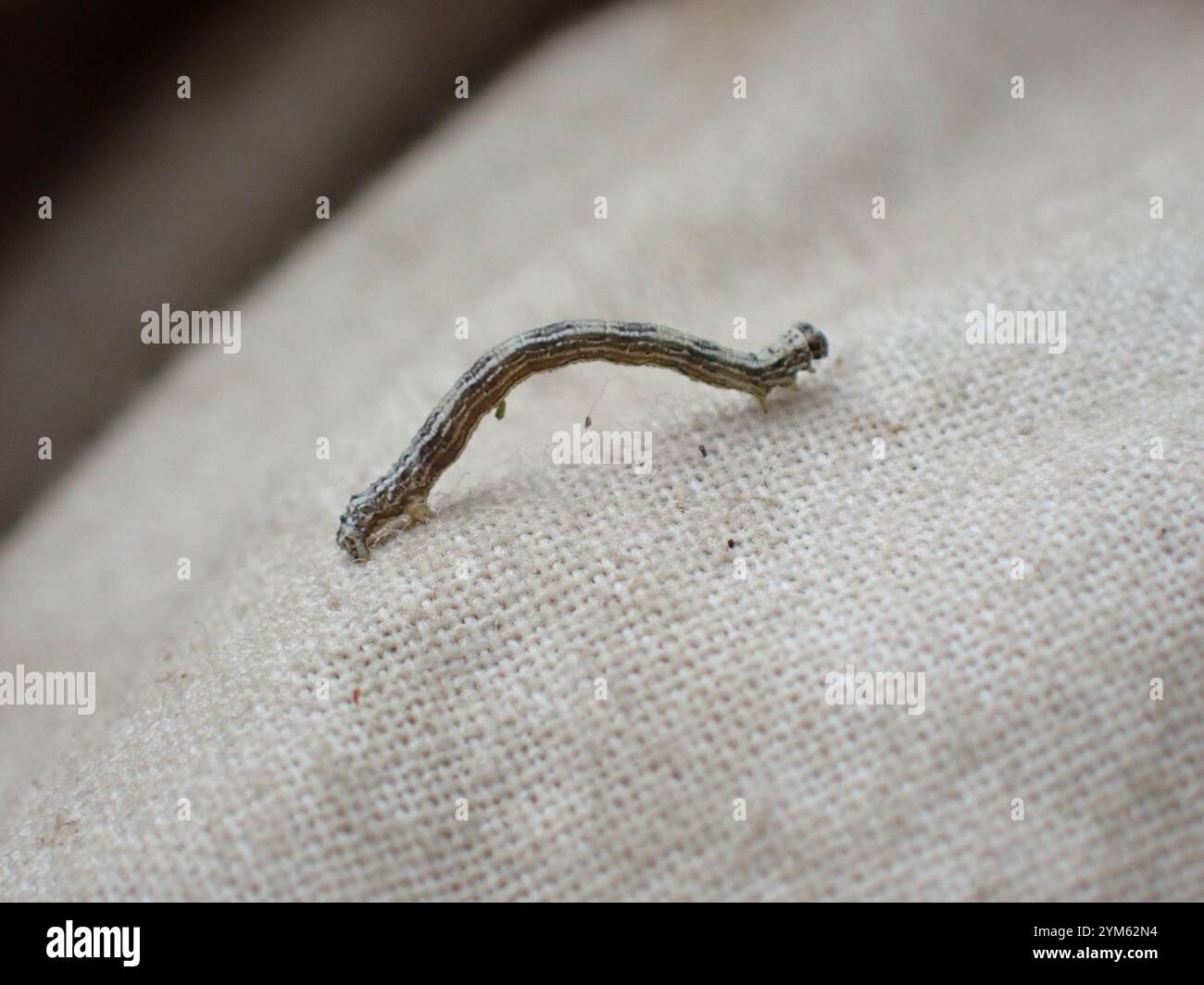Geometer Moths (Geometridae Stock Photo - Alamy