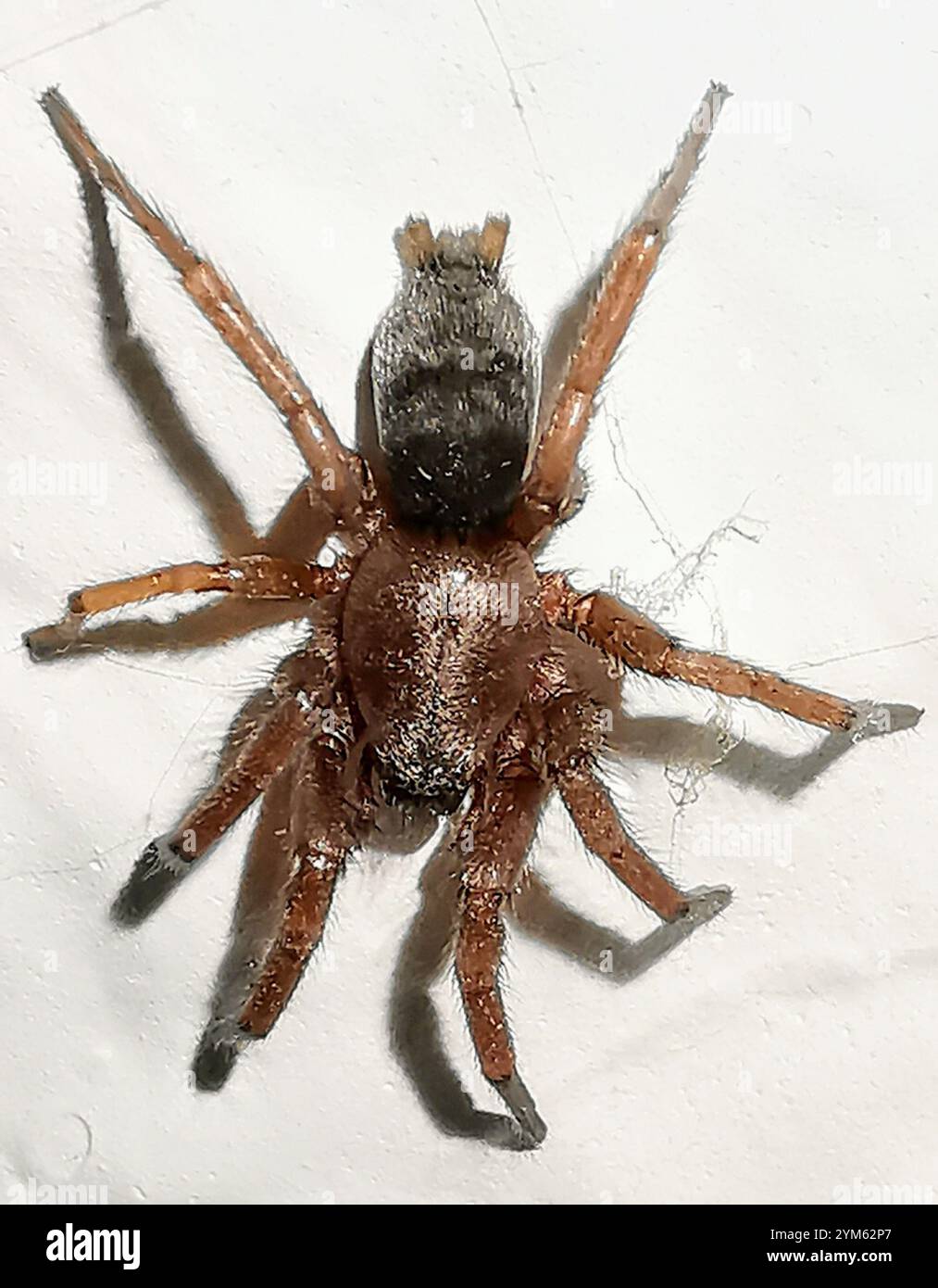 Scotophaeus blackwalli hi-res stock photography and images - Alamy