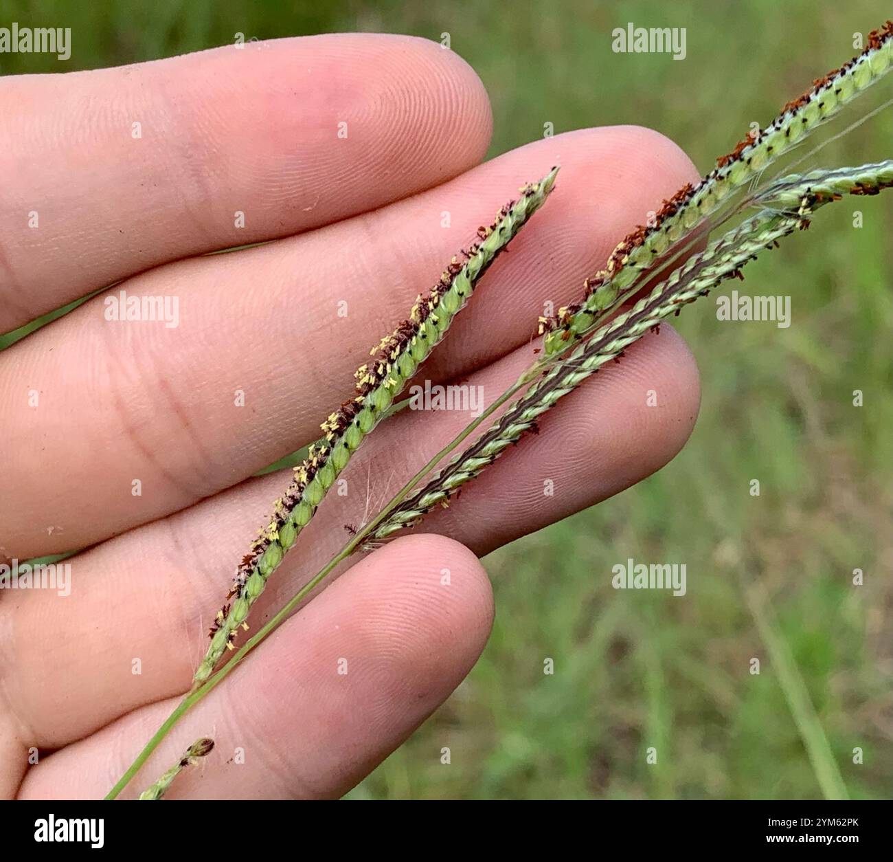 Vasey Grass (Paspalum urvillei Stock Photo - Alamy